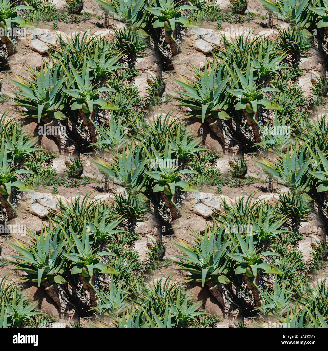 Agave cacti grow on the street of the city. Urban landscaping. Seamless ...