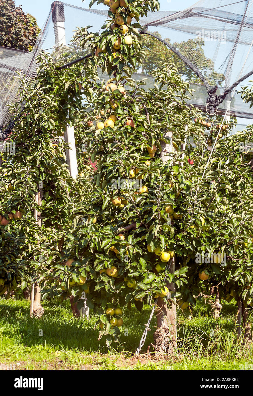 Switzerland apple trees fruit trees hi-res stock photography and images ...