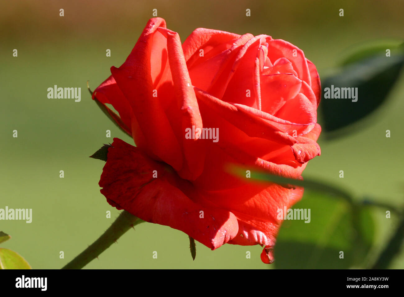 Close up of a red rose Stock Photo - Alamy