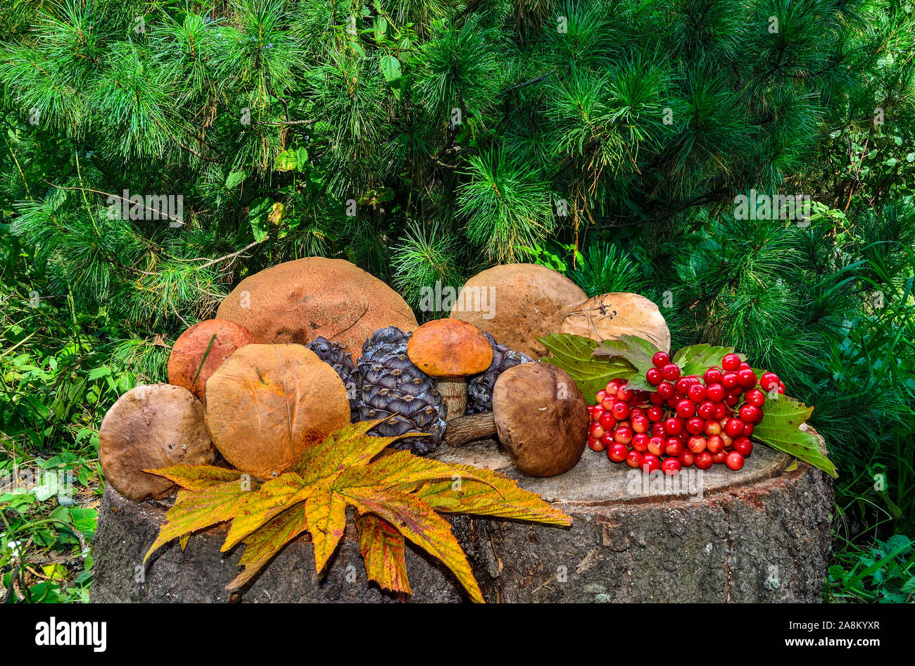 Rich harvest of autumn forest: edible mushrooms, cedar cones, red ...