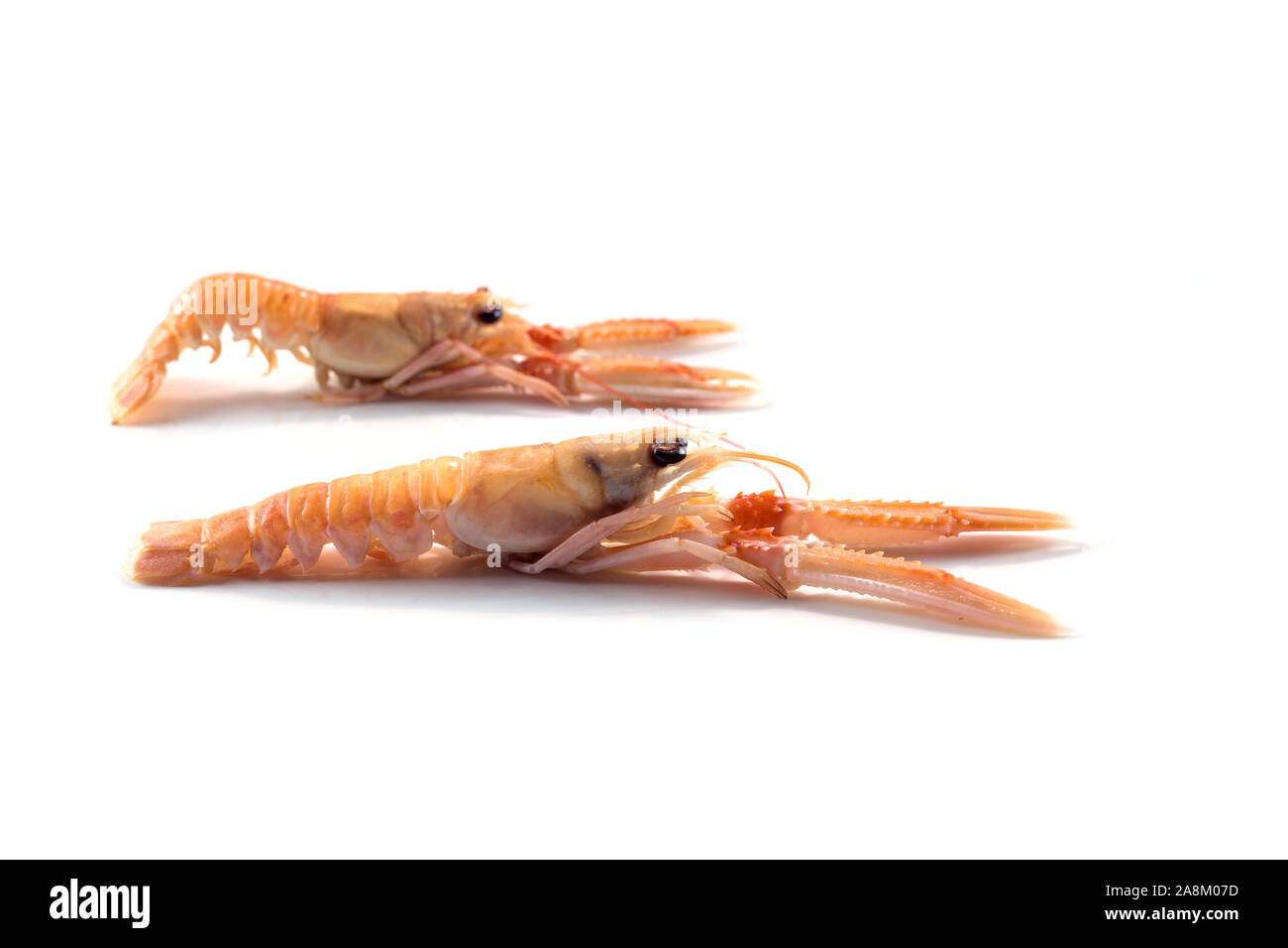 Two fresh scampi also called langoustine or Norway Lobster, expensive ...