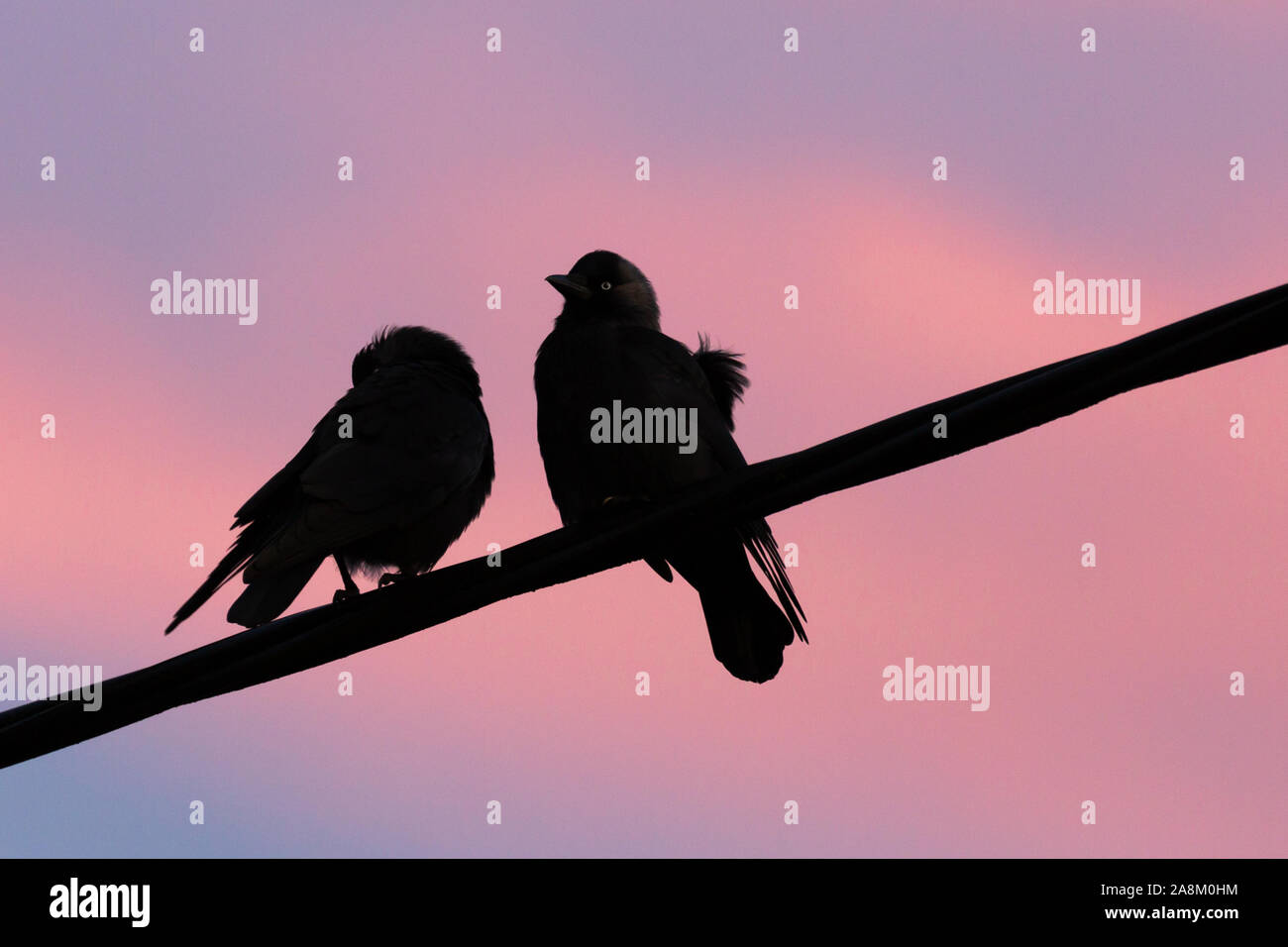 Two crows hi-res stock photography and images - Alamy