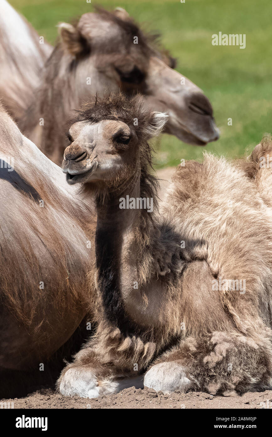 Baby dromedary camel hi-res stock photography and images - Alamy