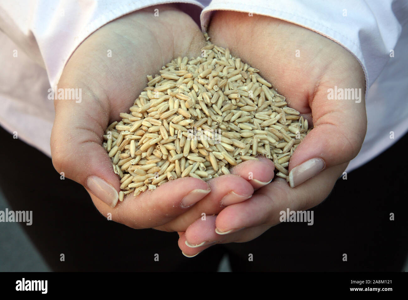 Wheat in woman's hand Stock Photo - Alamy