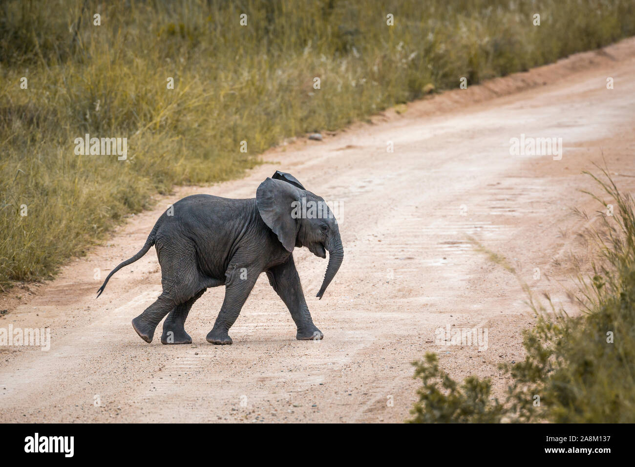 African bush elephant calf crossing safari road in Kruger National park ...