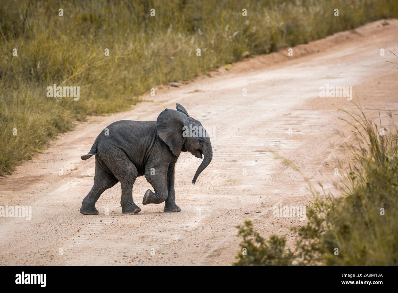 African bush elephant calf crossing safari road in Kruger National park ...