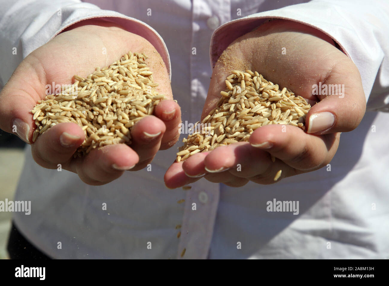 Wheat in woman's hand Stock Photo - Alamy