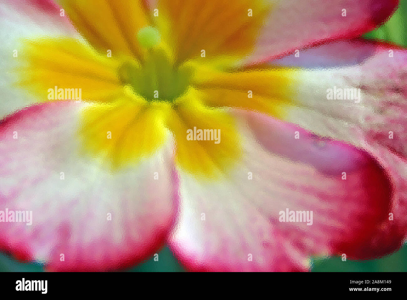 Primrose beauty hi-res stock photography and images - Alamy