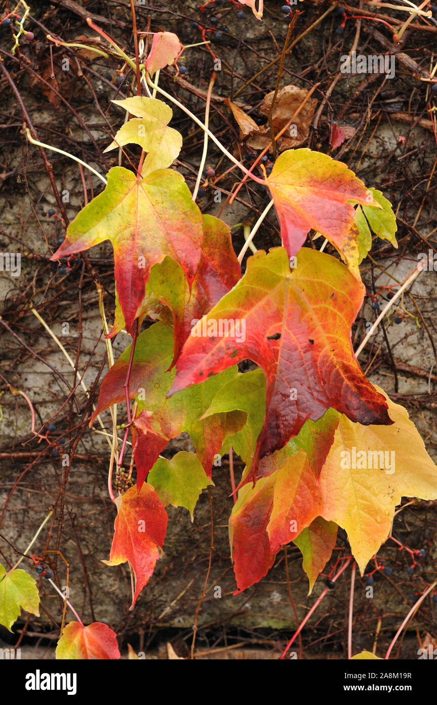 vine plant climbing on a garden wall with colorful foliage in autumn ...