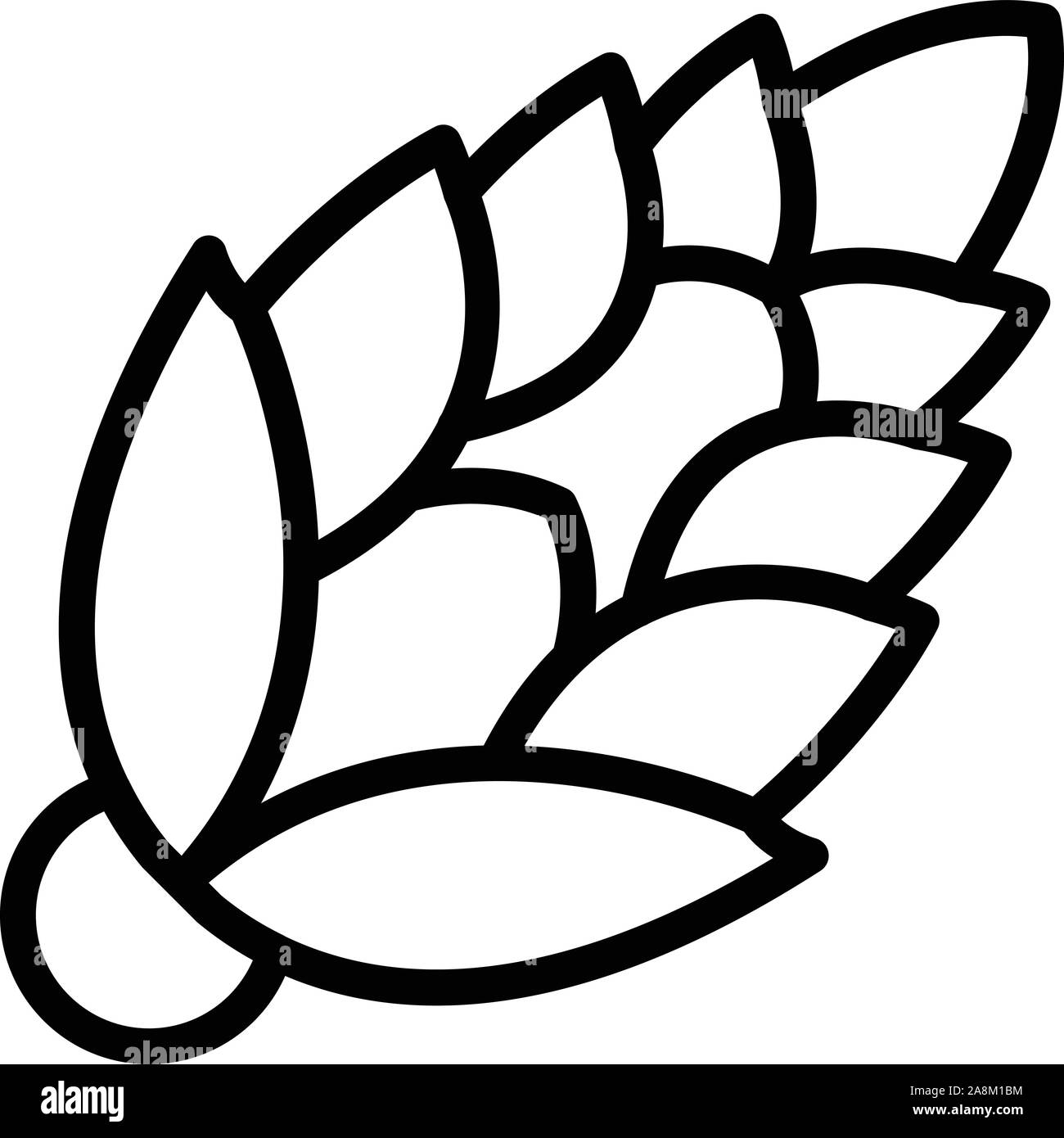 Thuja orientalis oriental arborvitae Stock Vector Images - Alamy