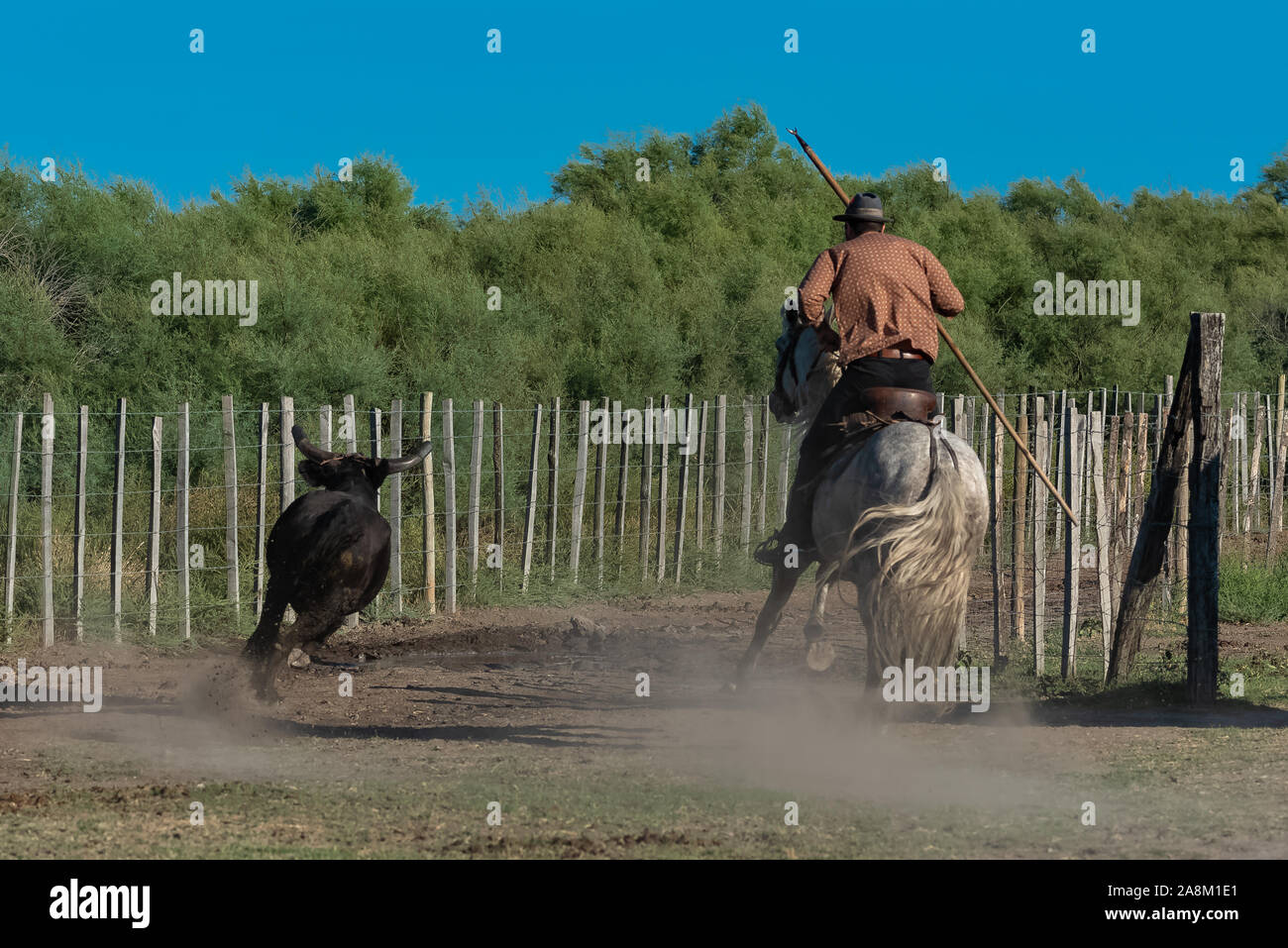 Bull galloping in the water, running bull in Camargue Stock Photo - Alamy