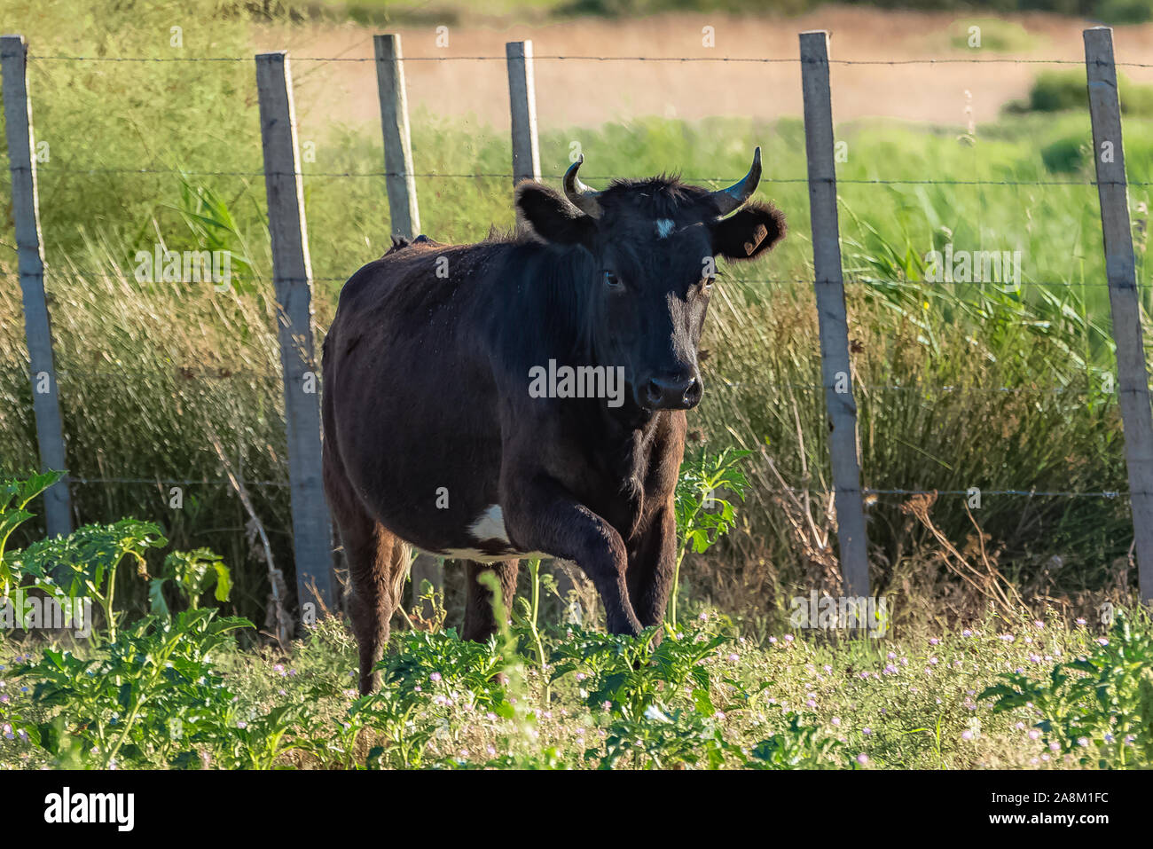 Bull galloping in the water, running bull in Camargue Stock Photo - Alamy