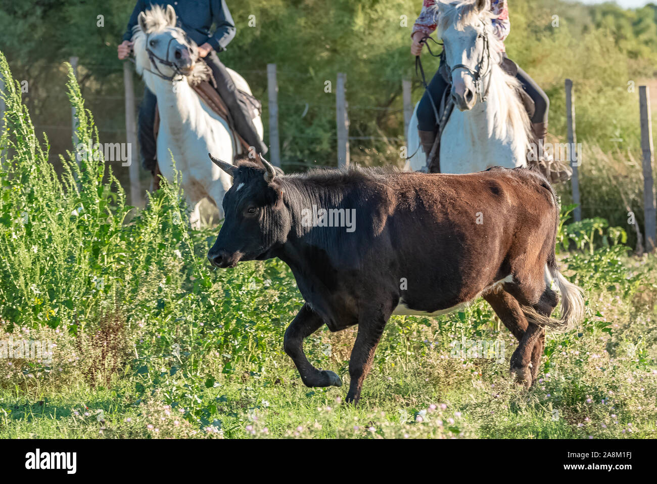 Bull galloping in the water, running bull in Camargue Stock Photo - Alamy