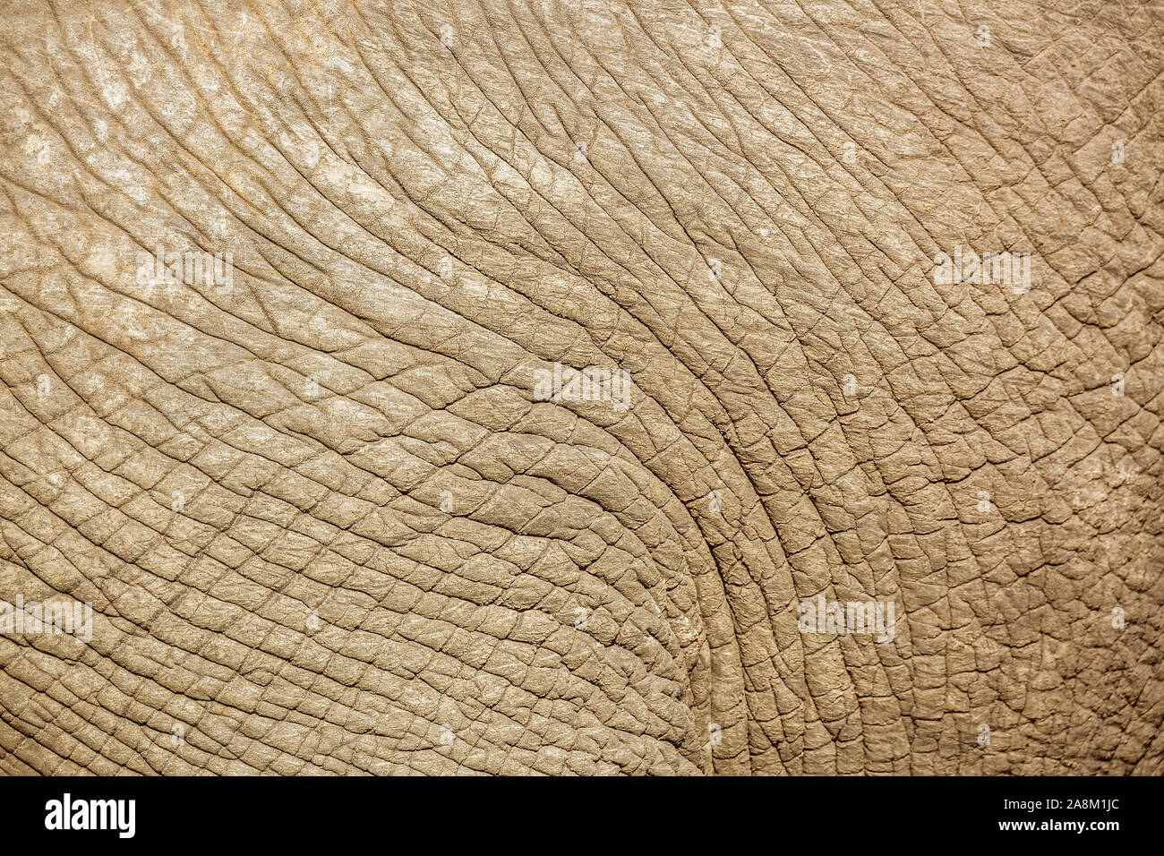 Close up of African bush elephant skin in Kruger National park, South ...