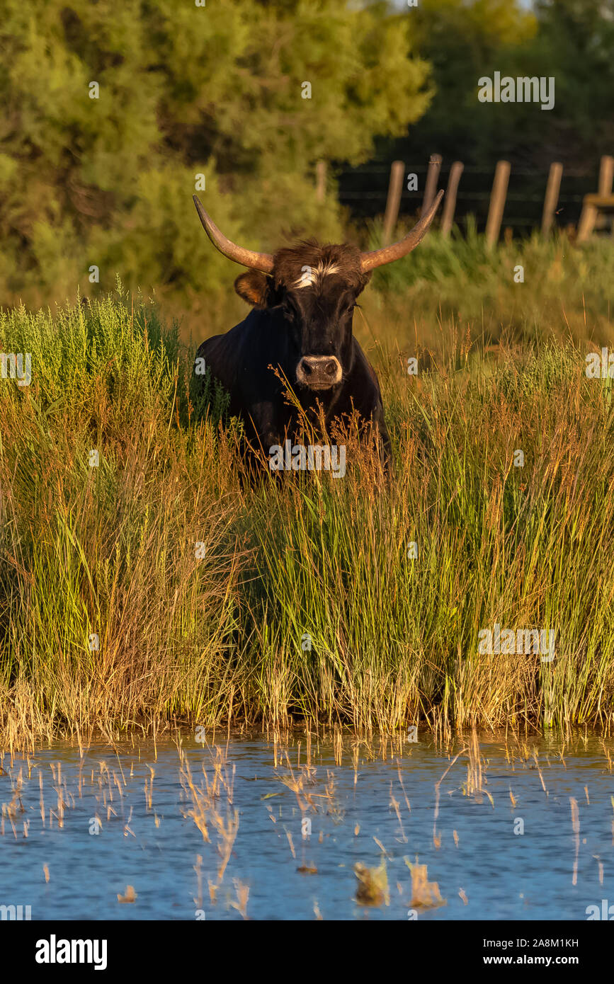 Buffalo galloping hi-res stock photography and images - Alamy