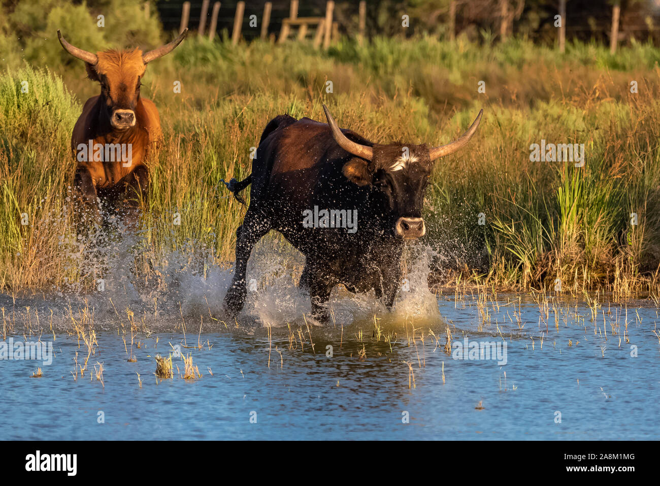 Bull galloping in the water, running bull in Camargue Stock Photo - Alamy