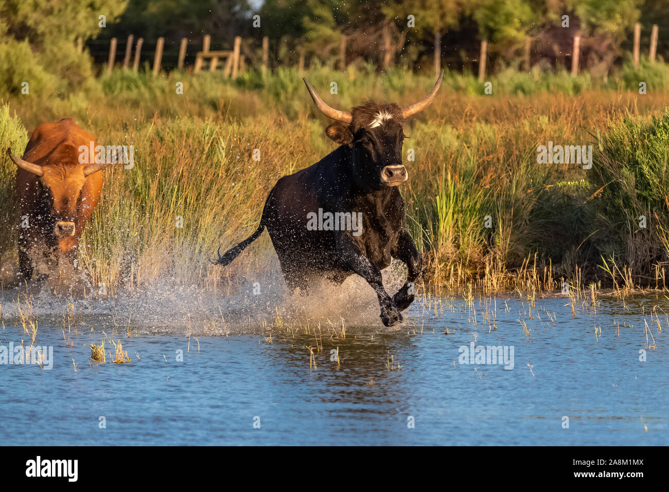Bull galloping in the water, running bull in Camargue Stock Photo - Alamy