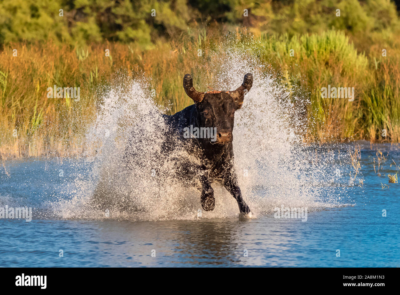 Buffalo galloping hi-res stock photography and images - Alamy