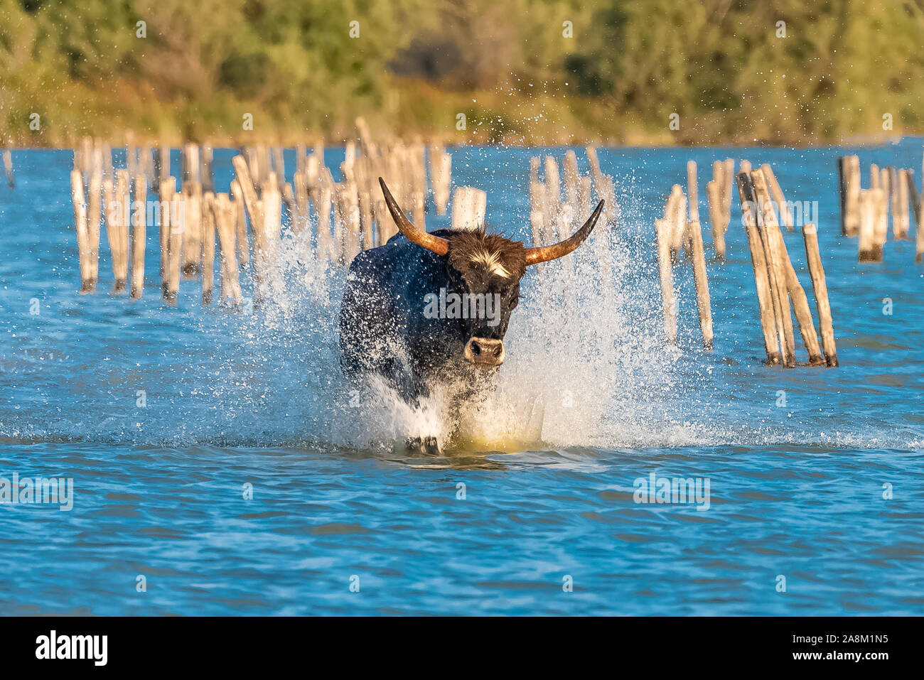 Bull galloping in the water, running bull in Camargue Stock Photo - Alamy