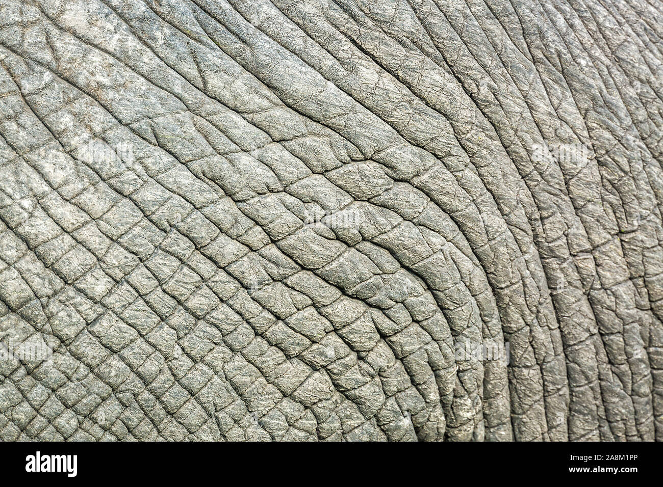 Close up of African bush elephant skin in Kruger National park, South ...