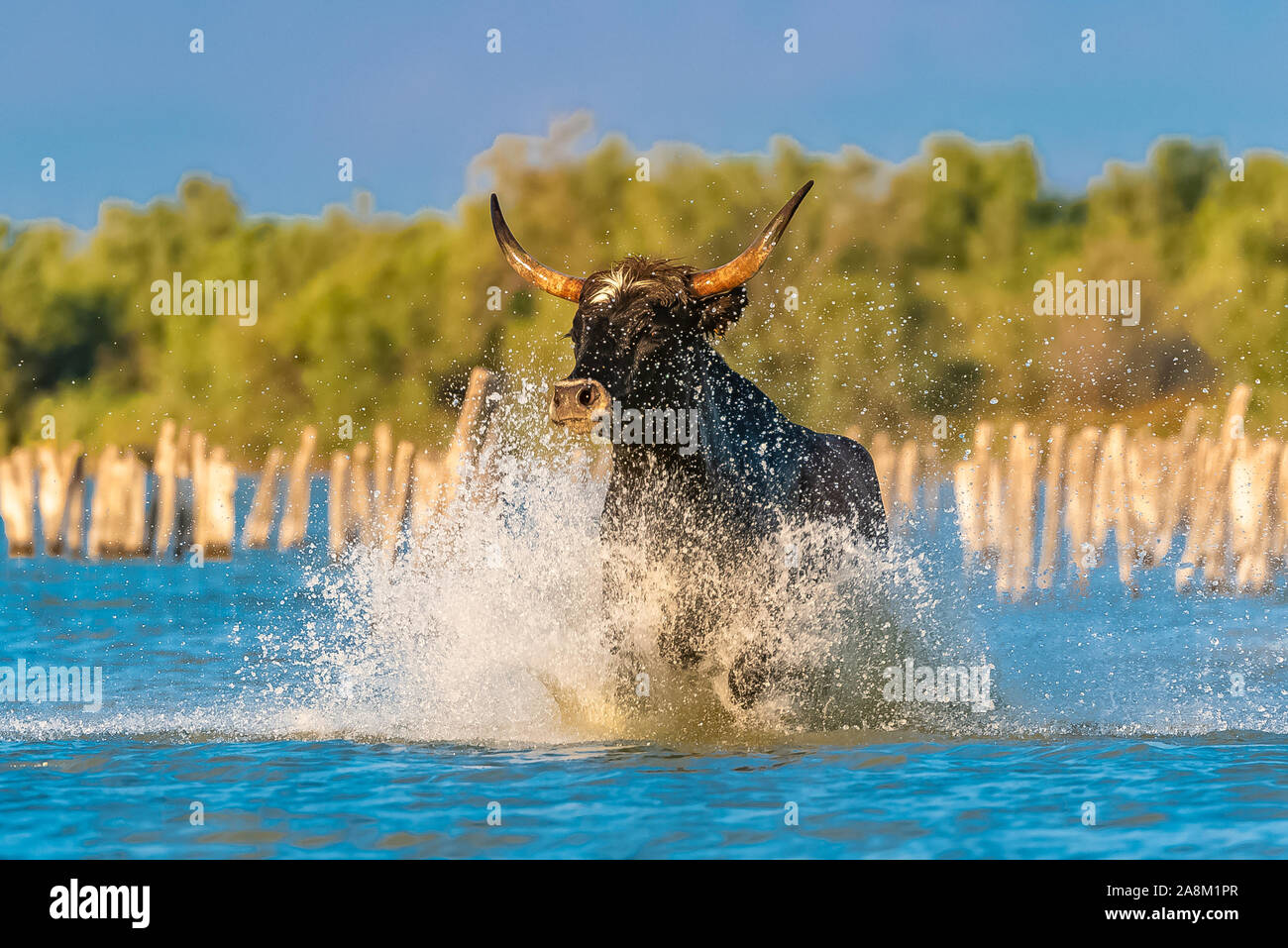 Buffalo galloping hi-res stock photography and images - Alamy