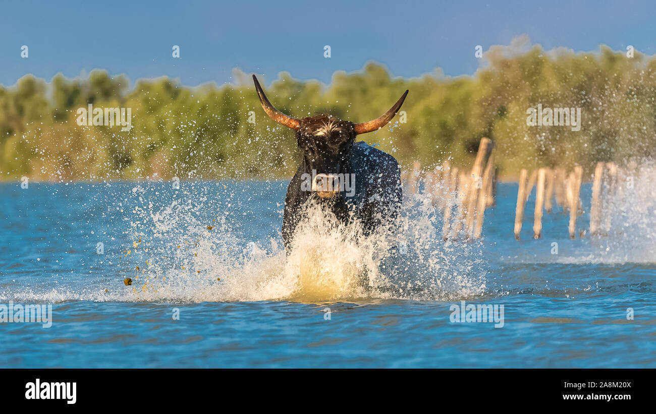 Bull galloping in the water, running bull in Camargue Stock Photo - Alamy