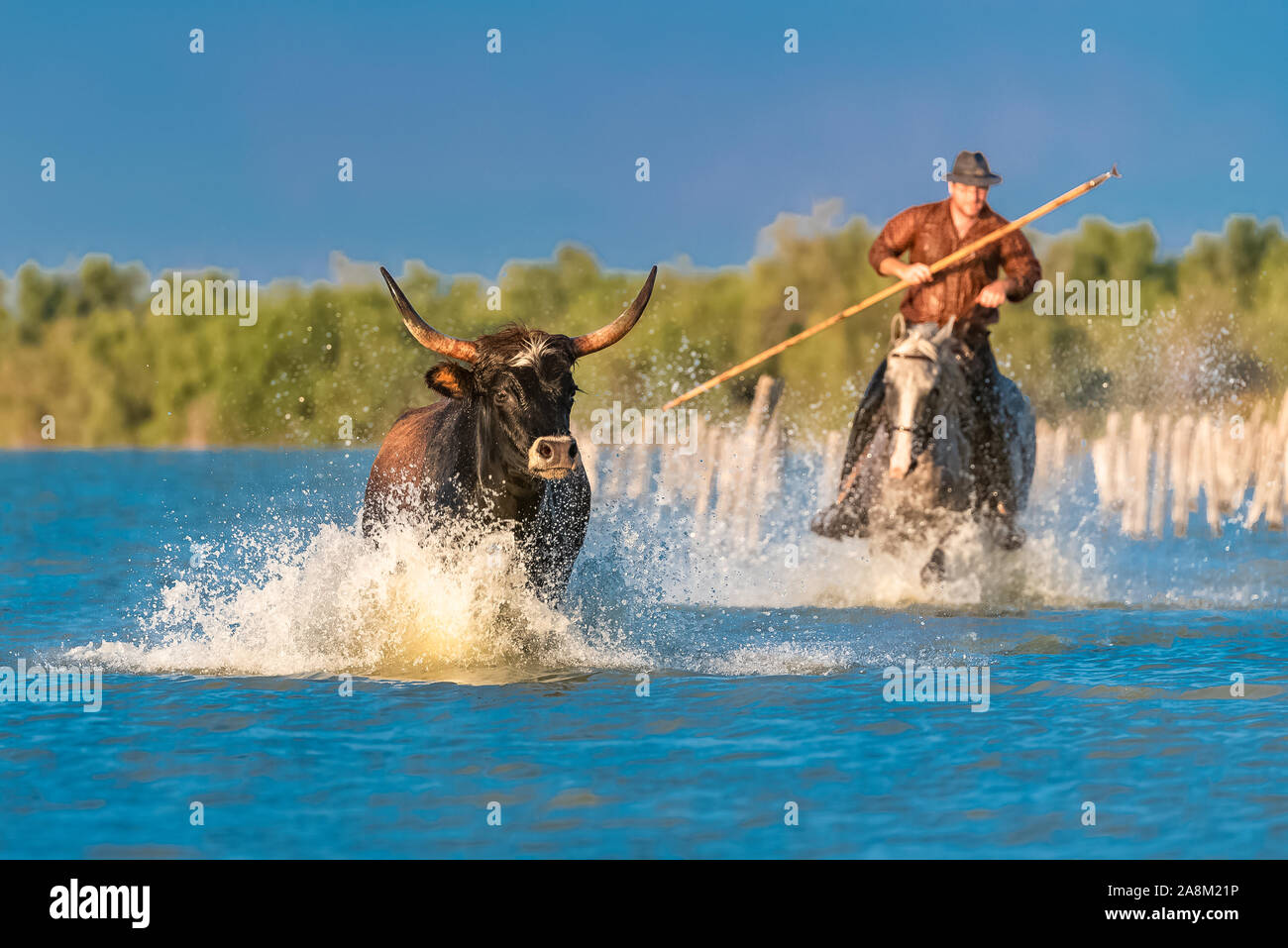 Bull galloping in the water, running bull in Camargue Stock Photo - Alamy