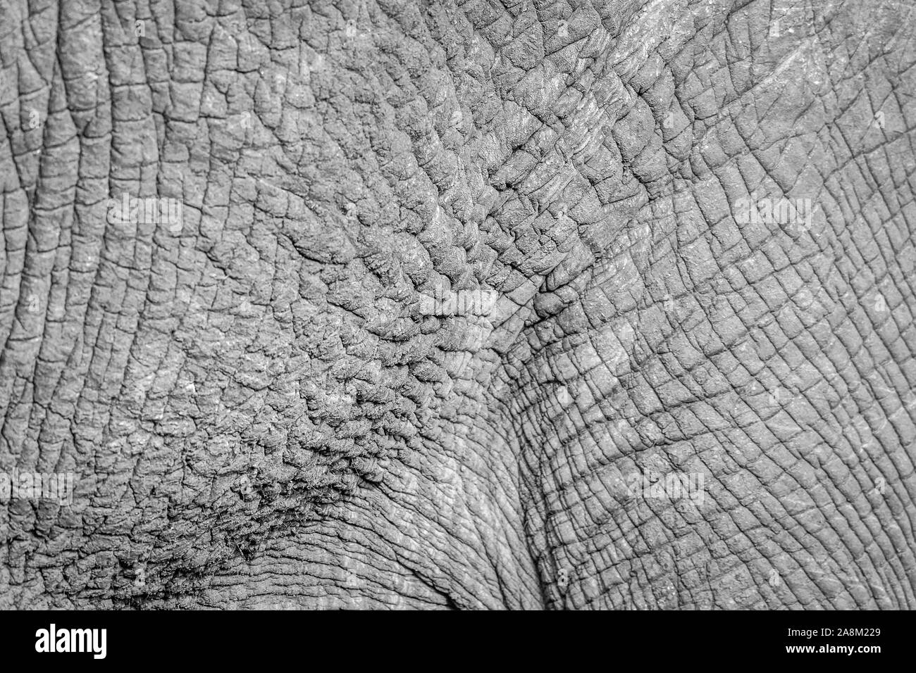 Close up of African bush elephant skin in Kruger National park, South ...