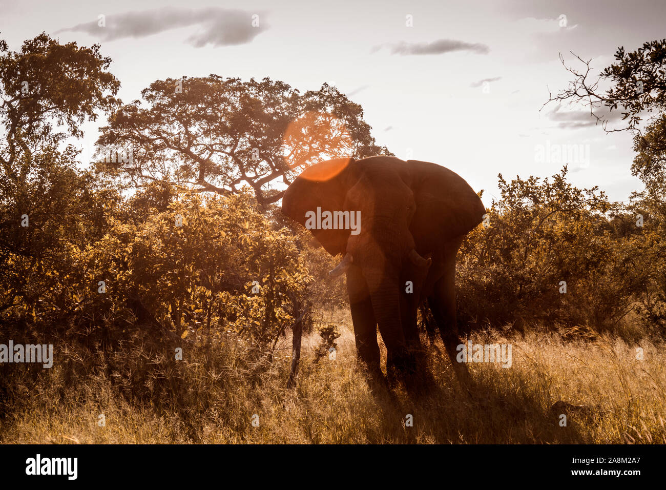 African bush elephant front view in backlit in Kruger National park ...
