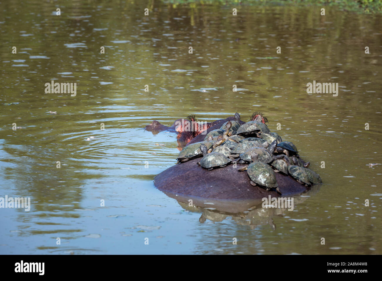 Hippopotamus And Turtle High Resolution Stock Photography and Images ...