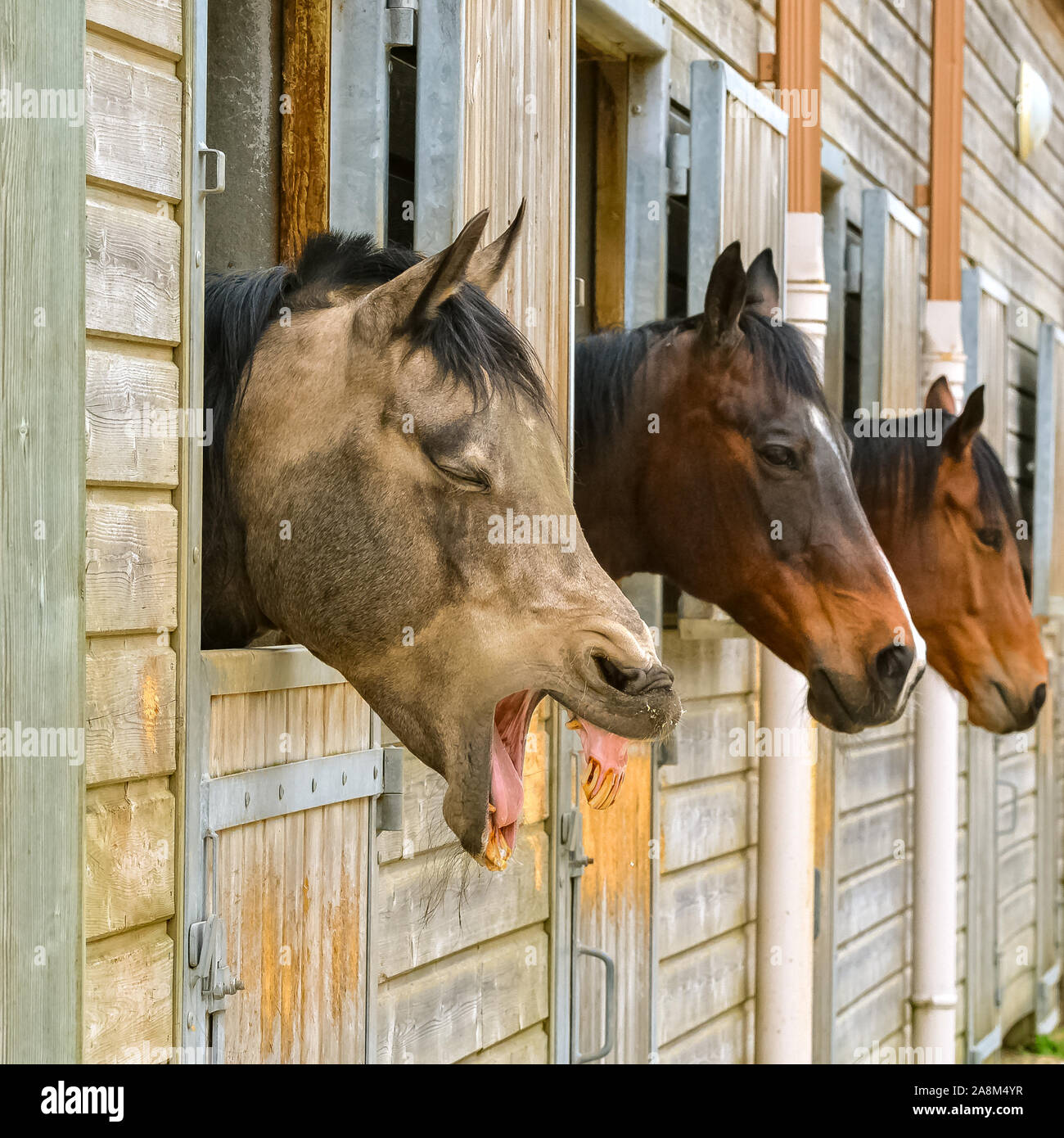Cartoon Horse Head High Resolution Stock Photography and Images - Alamy