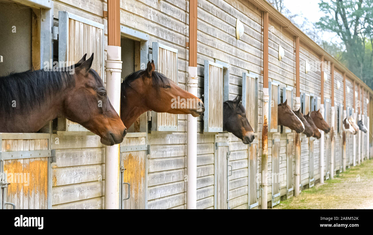 Brown horses in stable, beautiful animals Stock Photo - Alamy