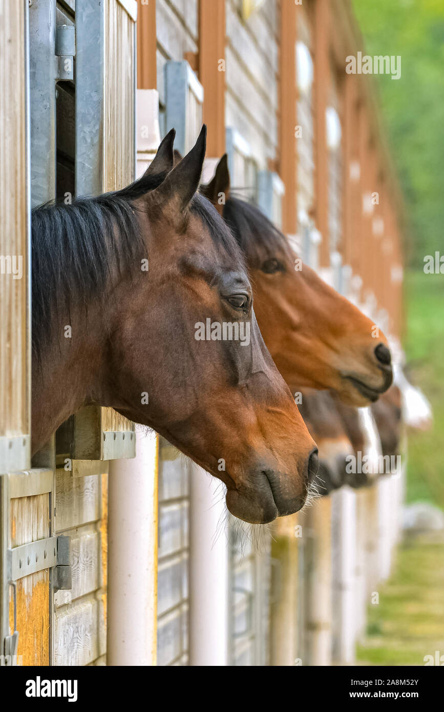 Horse neigh barn hi-res stock photography and images - Alamy
