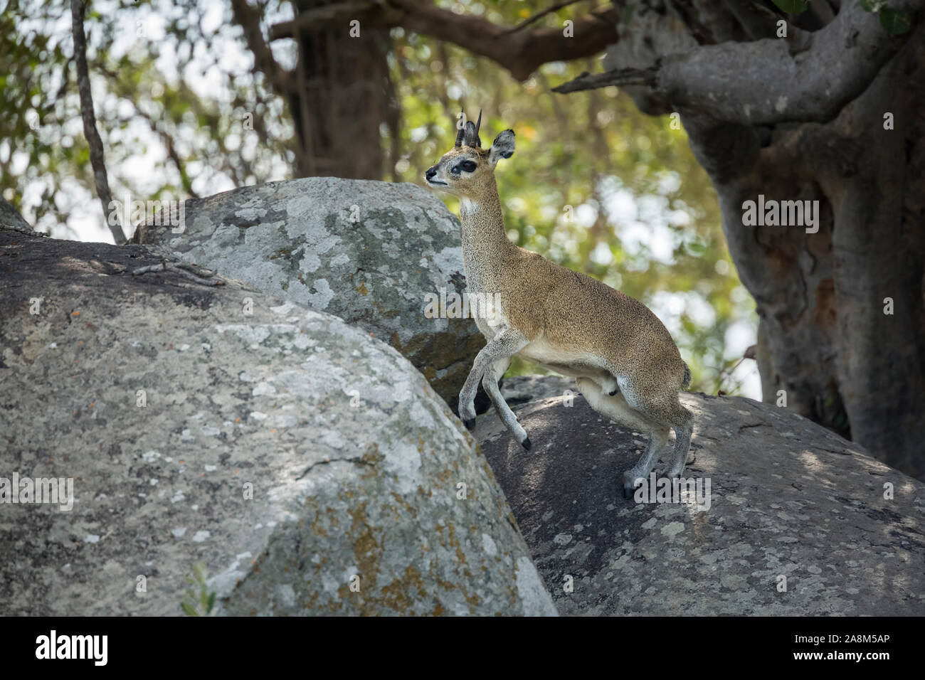 Klipspringer jumping on a rock in Kruger National park, South Africa ...