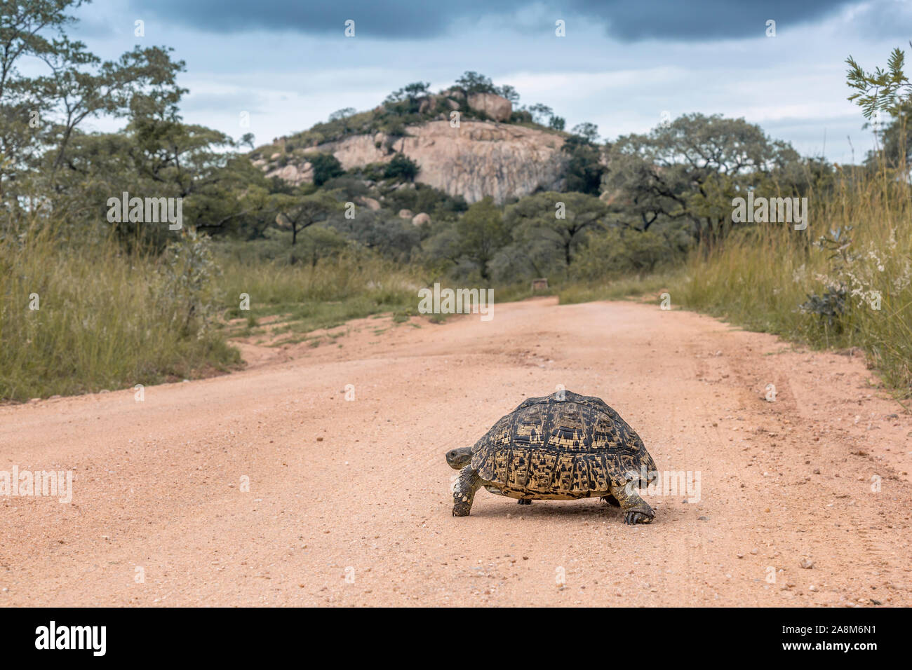 Tortoise in the road hi-res stock photography and images - Alamy