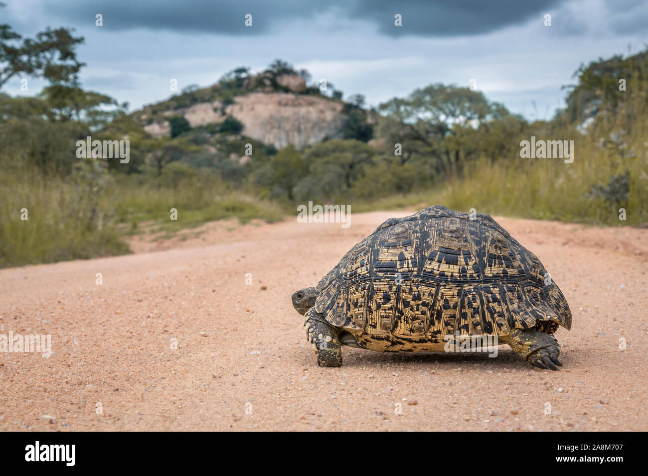 Tortoise In The Road High Resolution Stock Photography and Images - Alamy