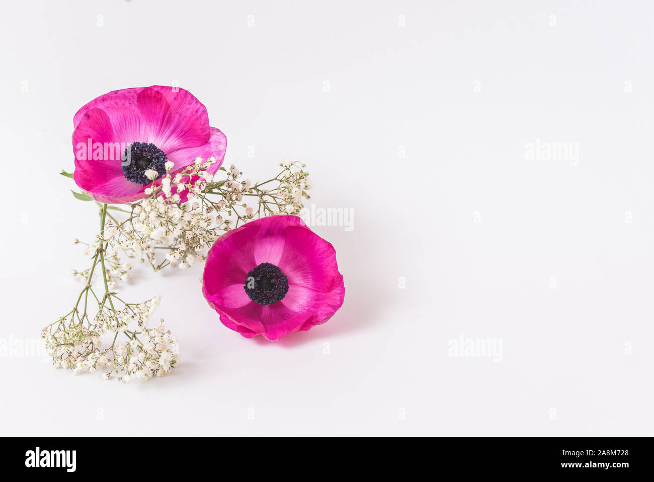 Pink flowers, poppy flowers isolated on white background Stock Photo ...