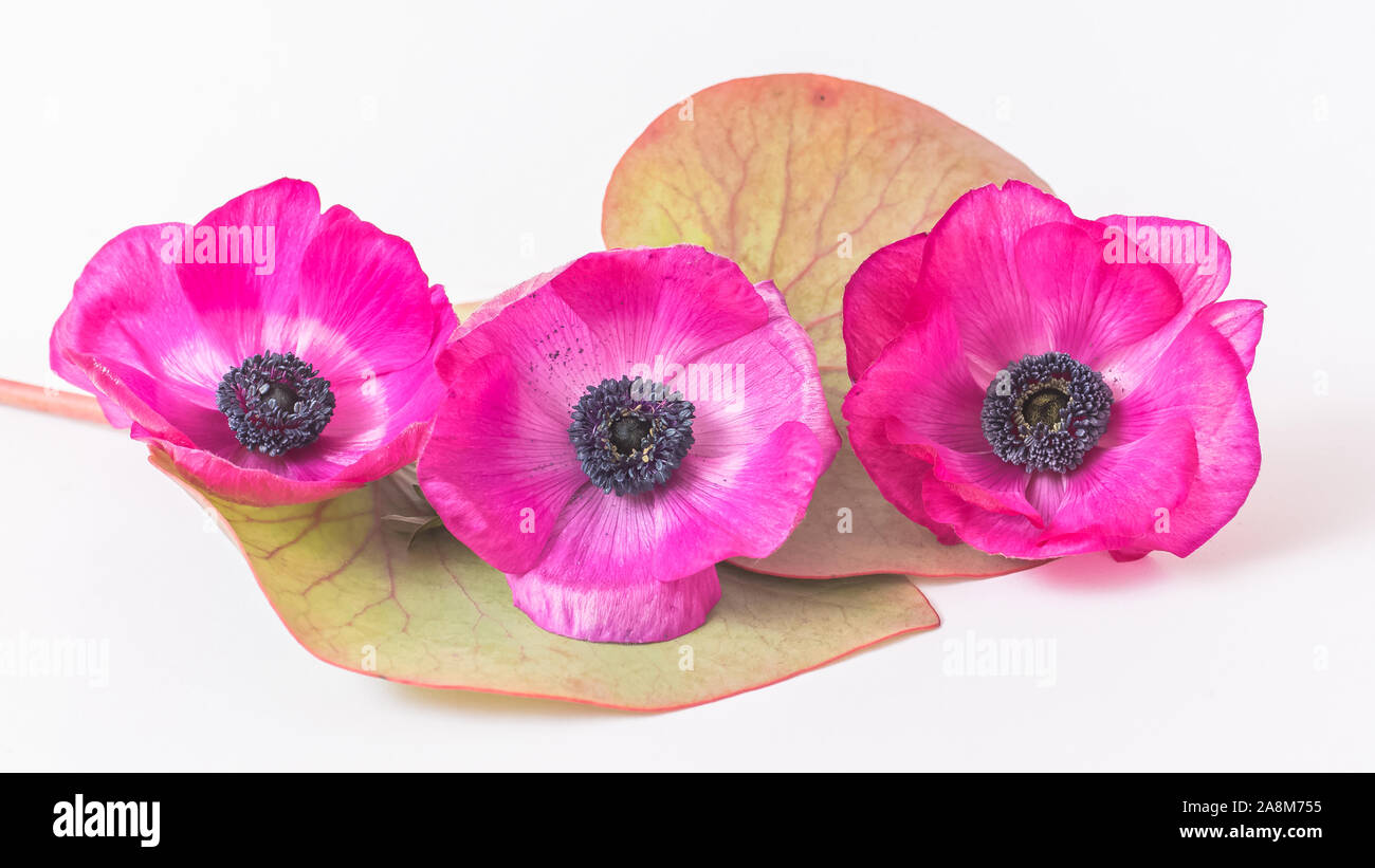Pink flowers, poppy flowers isolated on white background Stock Photo ...
