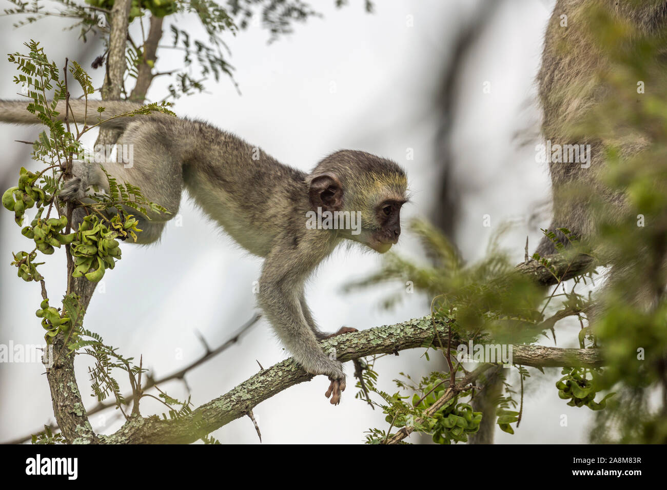 Monkey Jumping High Resolution Stock Photography and Images - Alamy
