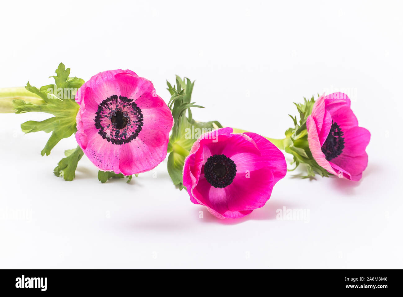 Pink flowers, poppy flowers isolated on white background Stock Photo ...