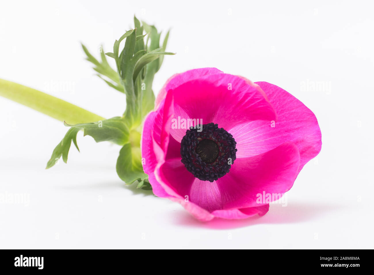 Pink flowers, poppy flowers isolated on white background Stock Photo ...