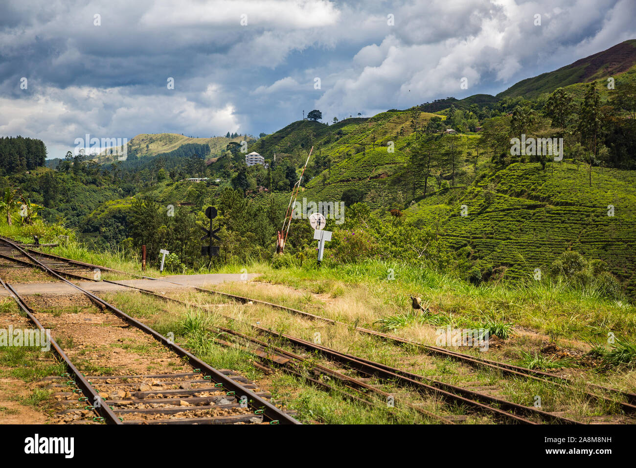 Railroad tracks among the tea plantations of Sri Lanka Stock Photo - Alamy