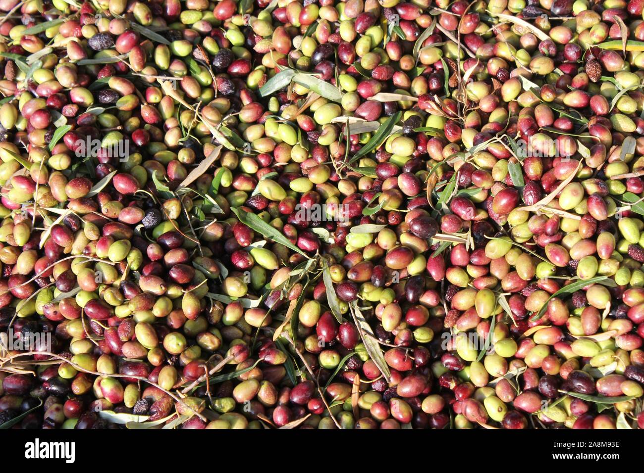 Olives in processing machine hi-res stock photography and images - Alamy