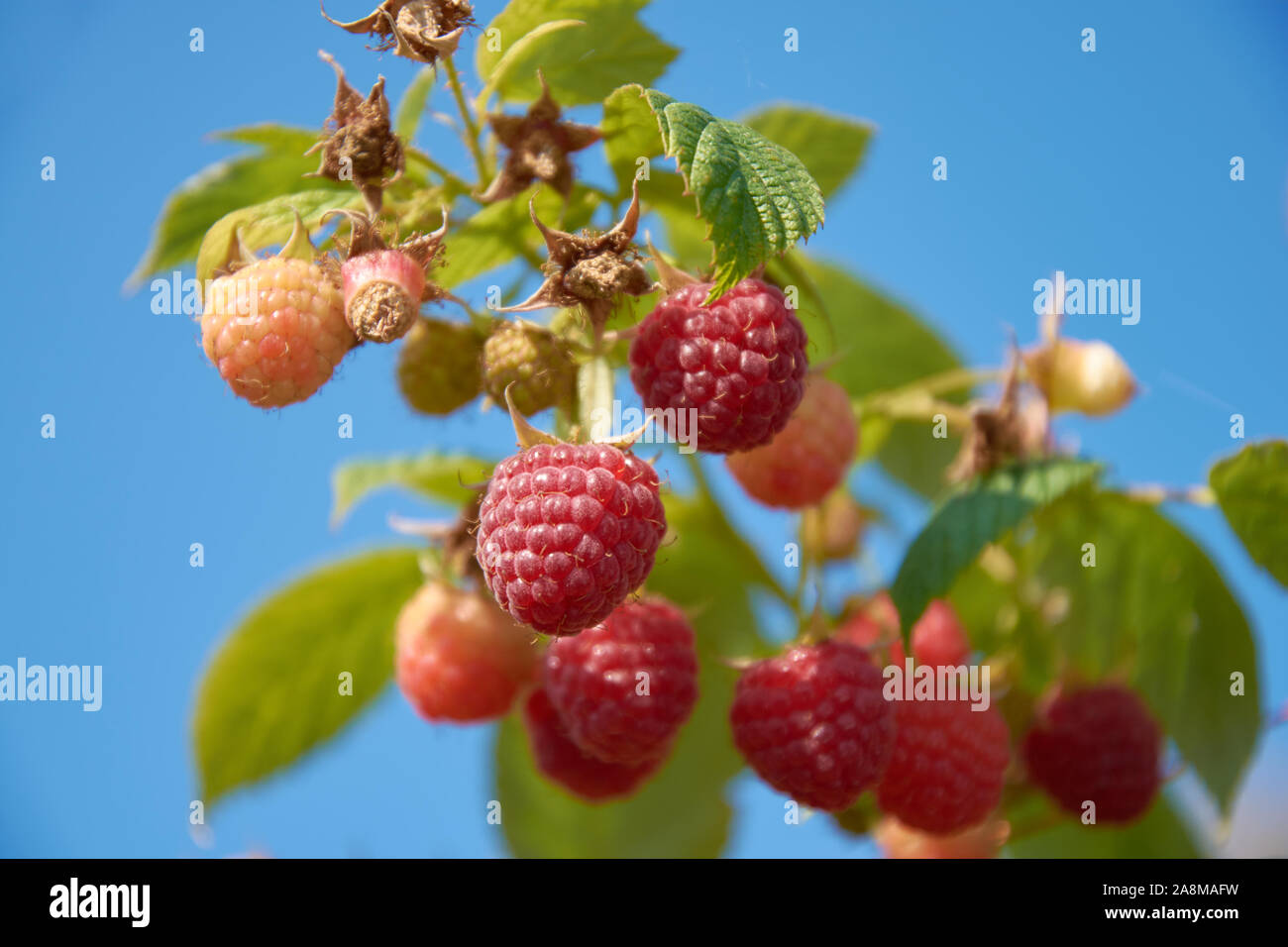 Raspberry bush ripe berries hi-res stock photography and images - Alamy