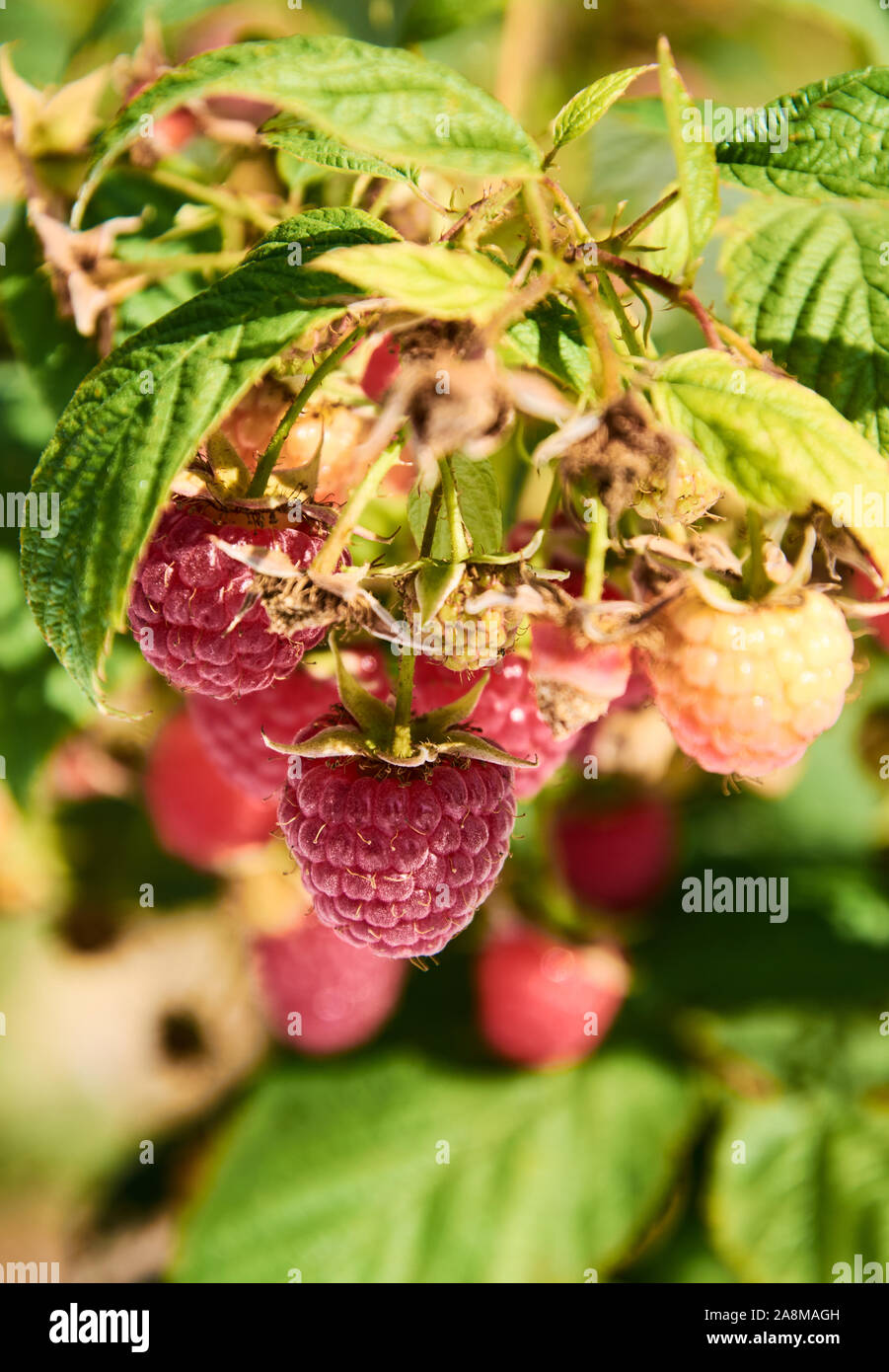 Raspberry cane autumn hi-res stock photography and images - Alamy