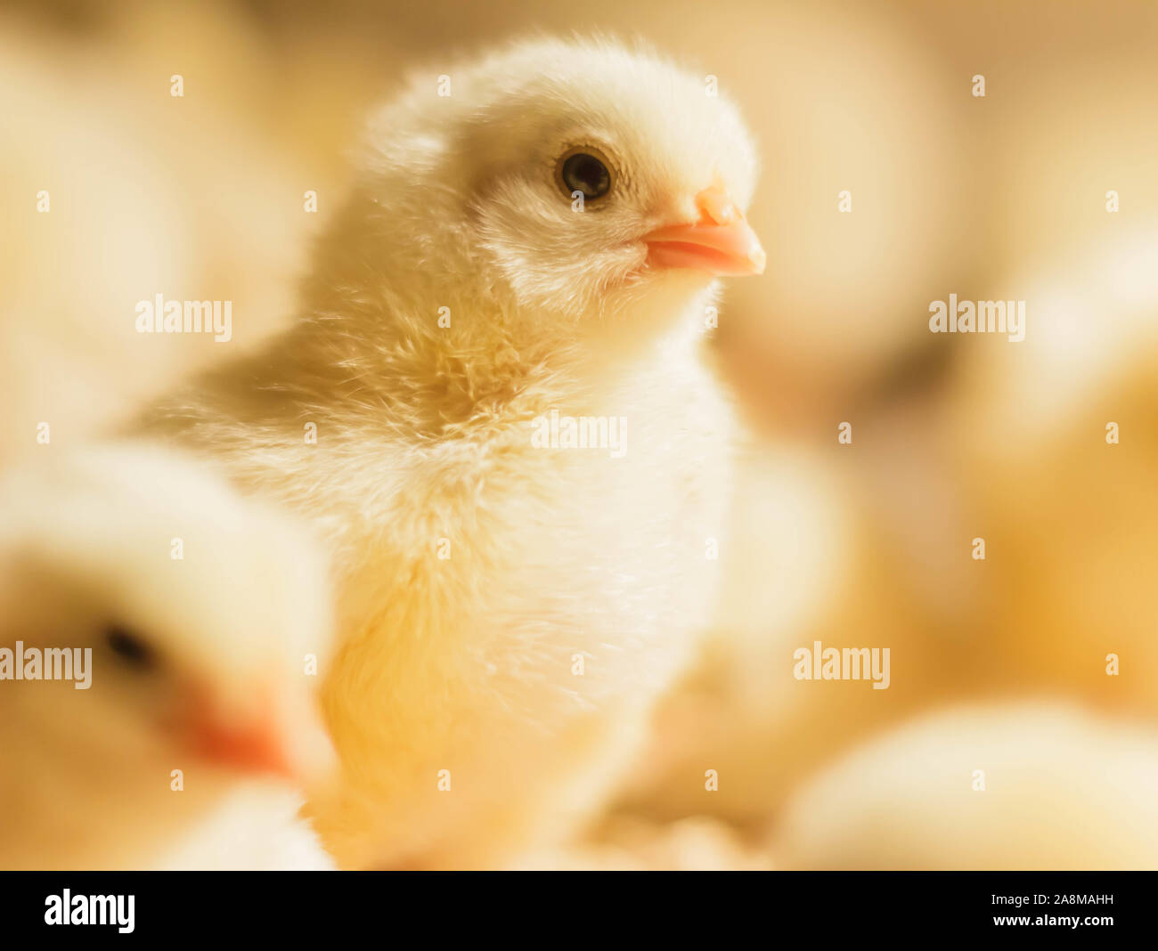 Bresse Gauloise Chicken Chick, 1 day, to 2 weeks, Bresse Küken, in ...