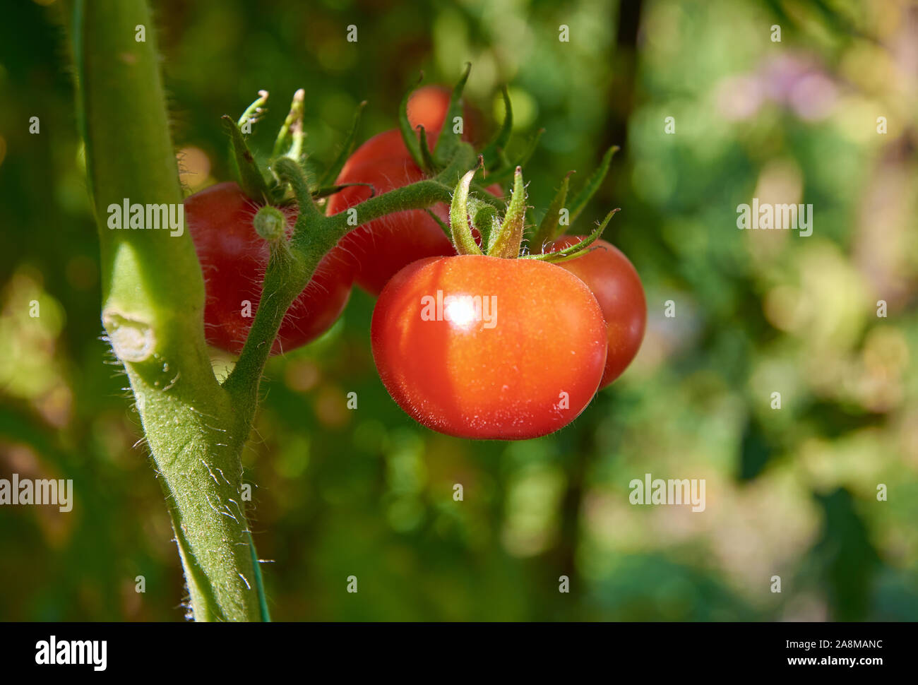 Round tomatoes hi-res stock photography and images - Alamy