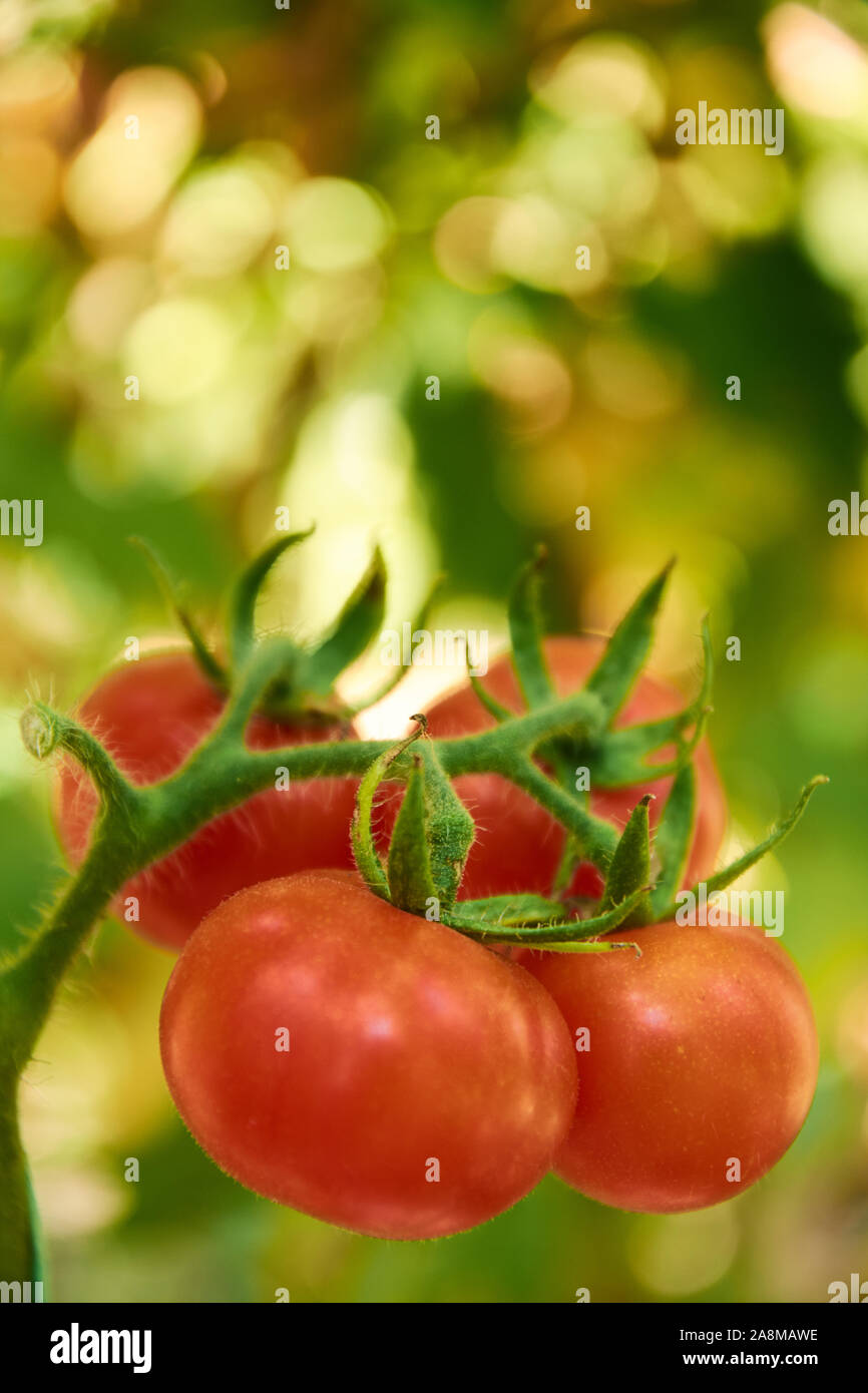 Four round red tomatoes are growing on the bush Stock Photo - Alamy