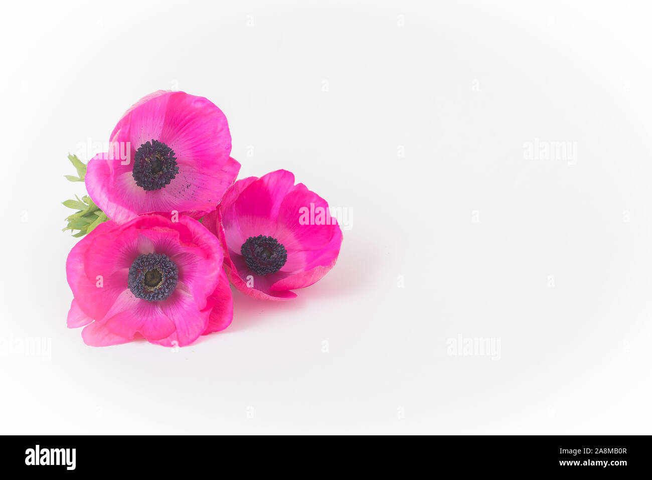 Pink flowers, poppy flowers isolated on white background Stock Photo ...