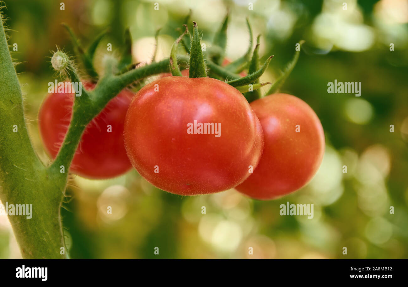 Four tomatoes on plant hi-res stock photography and images - Alamy